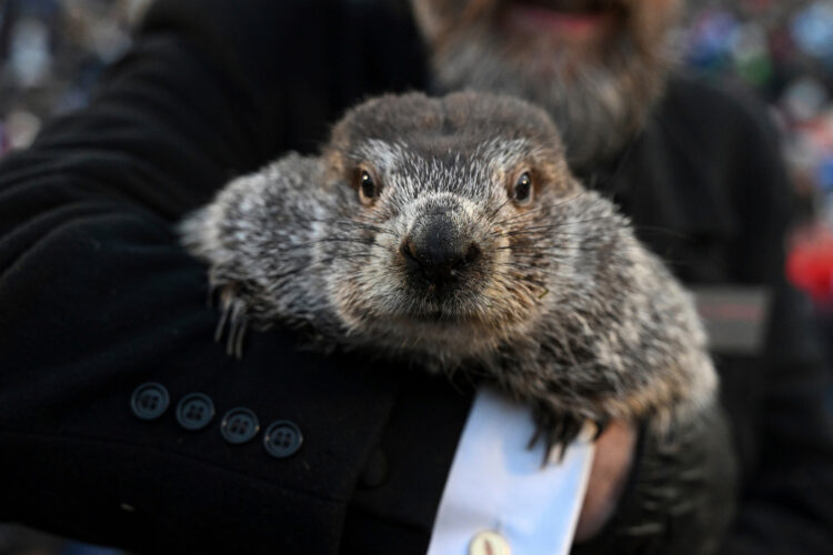 What to know about Groundhog Day traditions and Punxsutawney Phil ...